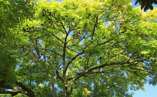 Le Frêne un arbre légendaire - A l'écoute de l'Arbre